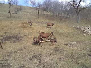 capre alpine franceze: capra rasa de lapte