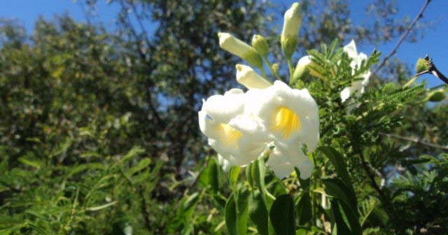 Flora Nativa de Entre Rios