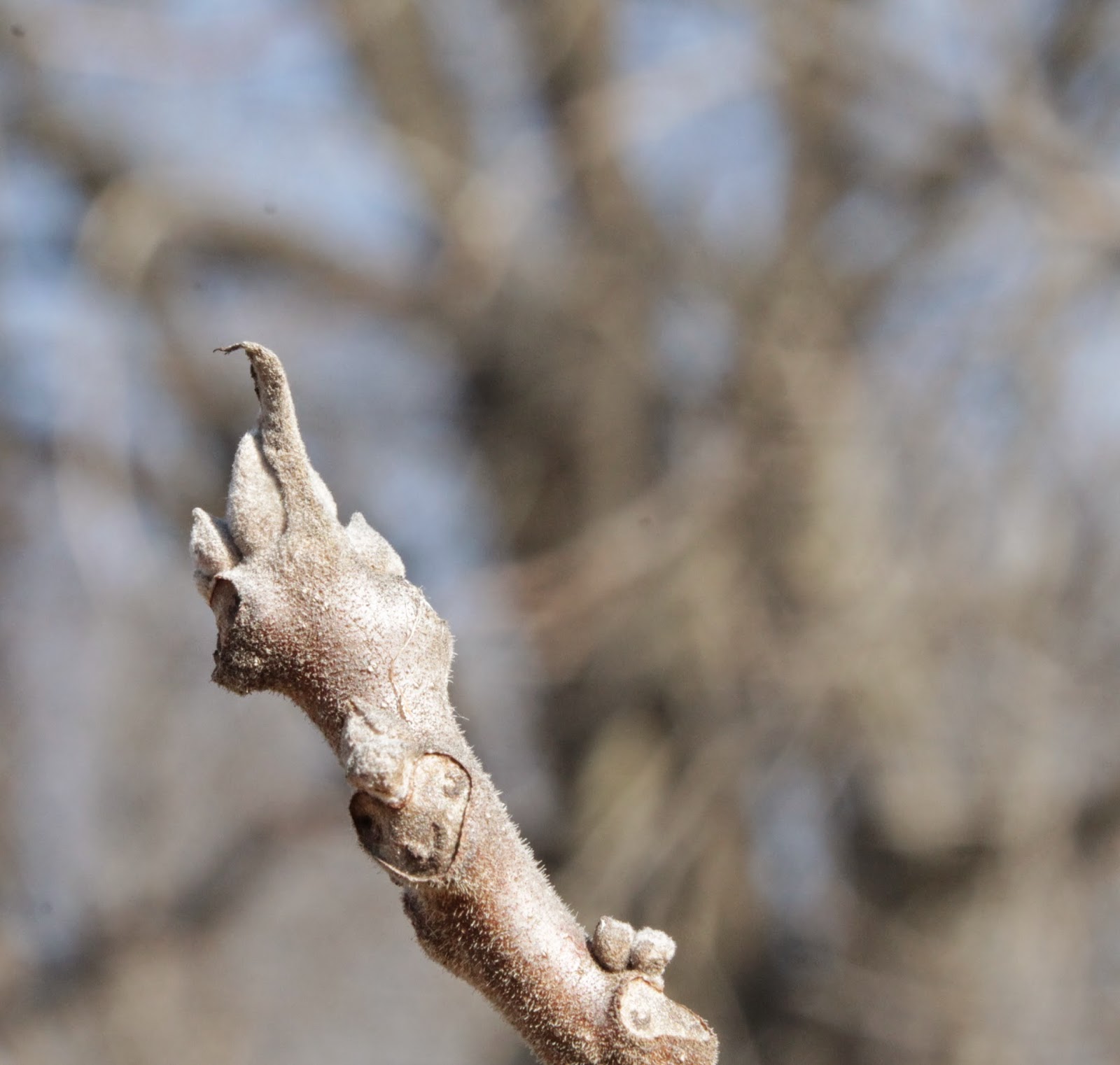 Nature Devotions : March 2015