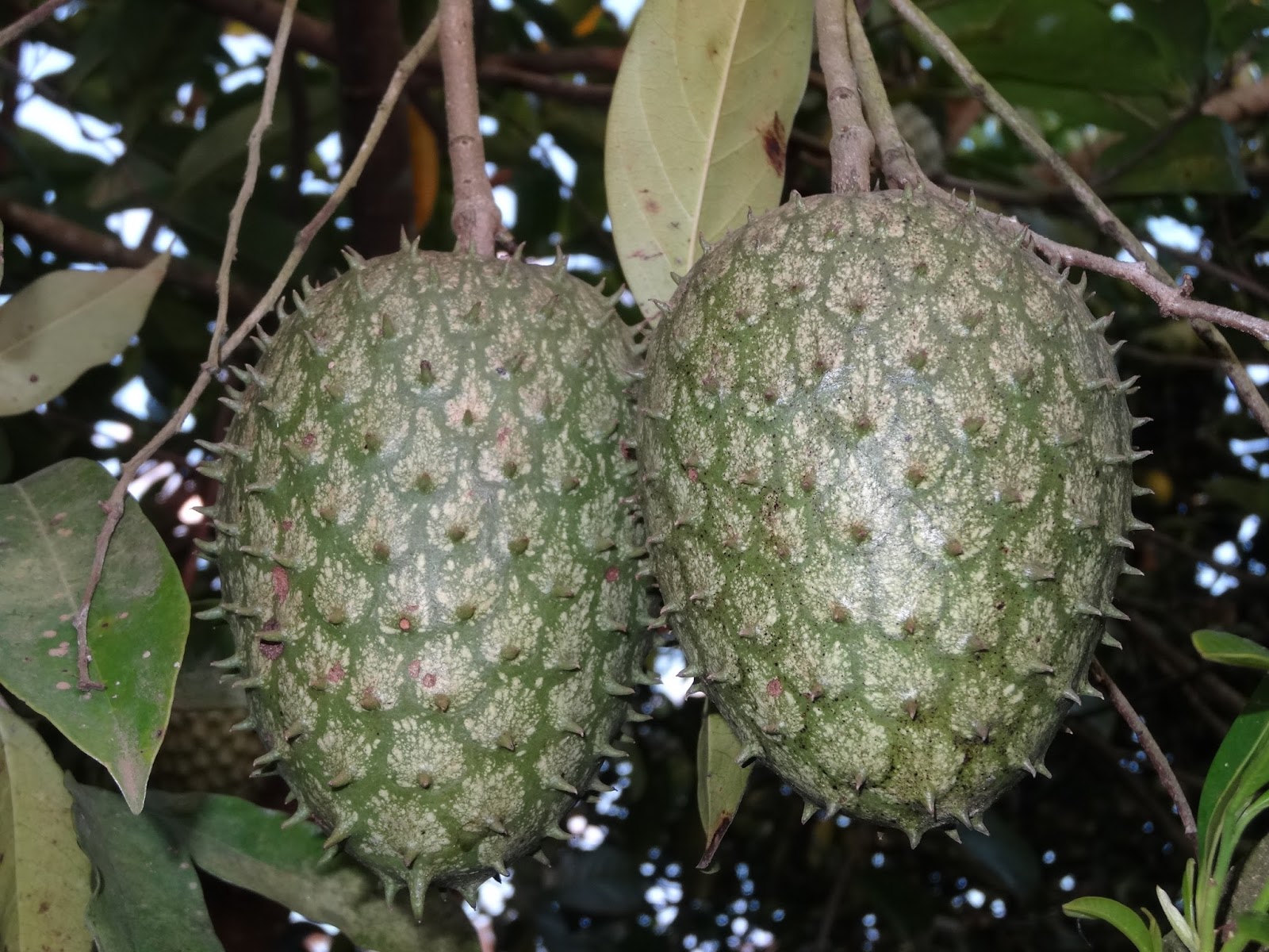 QUINTAIS IMORTAIS: Anonáceas