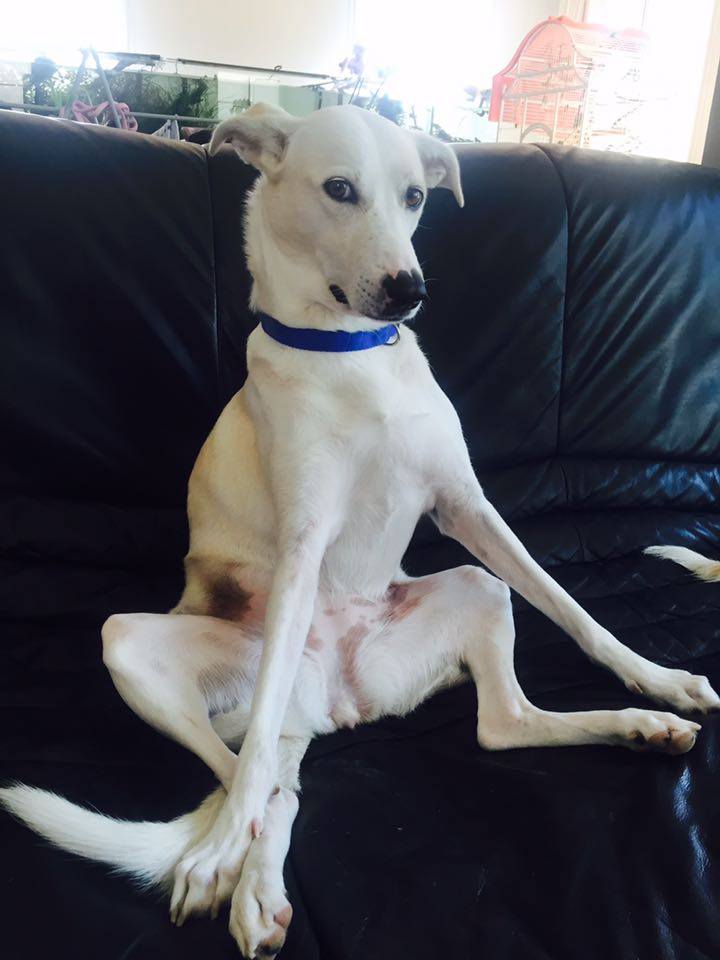 Wild born Canaan dogs of Saudi Arabia: Update on the genetic study of ...