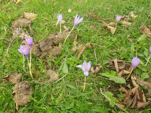 AZAFRAI ZANGARRA: UDAZKENEKO LOREA/ El falso azafrán colorea el otoño