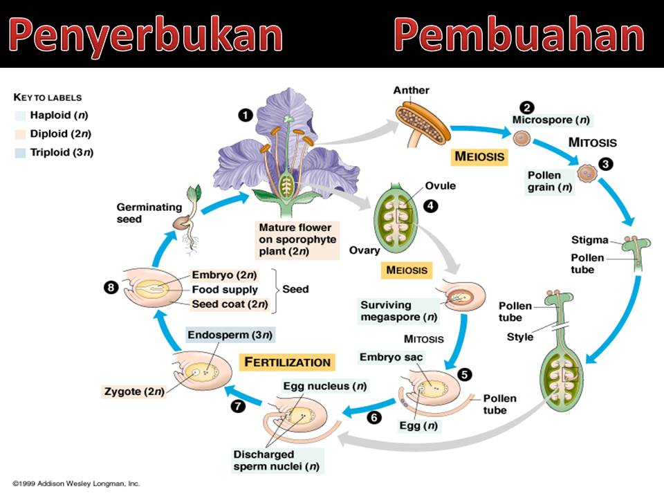 GREENY WITH ME: POWERPOINT PRESENTASI PEMBENTUKAN BUNGA