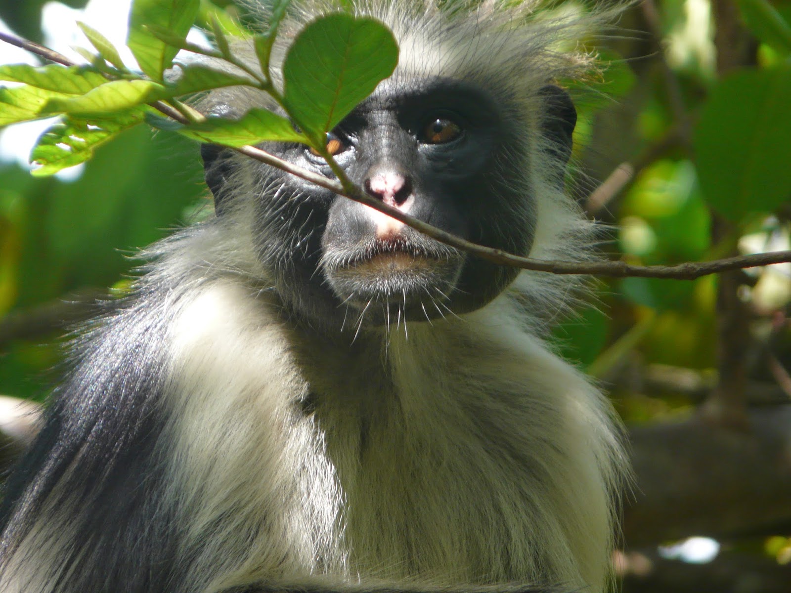 Olive And Pru: Colobus Monkeys