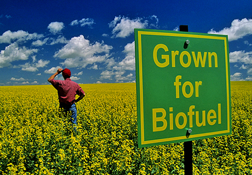 Air Purifying Systems & Solutions: Biofuel Effect on Air Quality and Crops