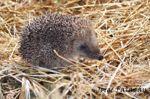 Huellas y Bichos: Erizo común o europeo (Erinaceus europaeus)