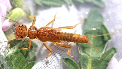 Aquatic Insects of Central Virginia: The Common Netspinner "Diplectrona ...