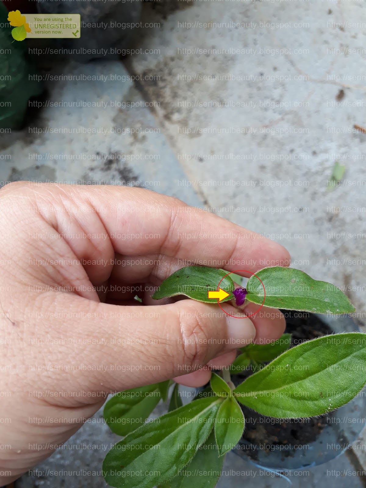 Healthy Nurul Beauty: The pretty peeking flower bloom of my Globe ...