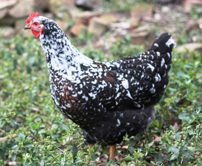 Birding with Trish: The chicken run, Boschveld chickens