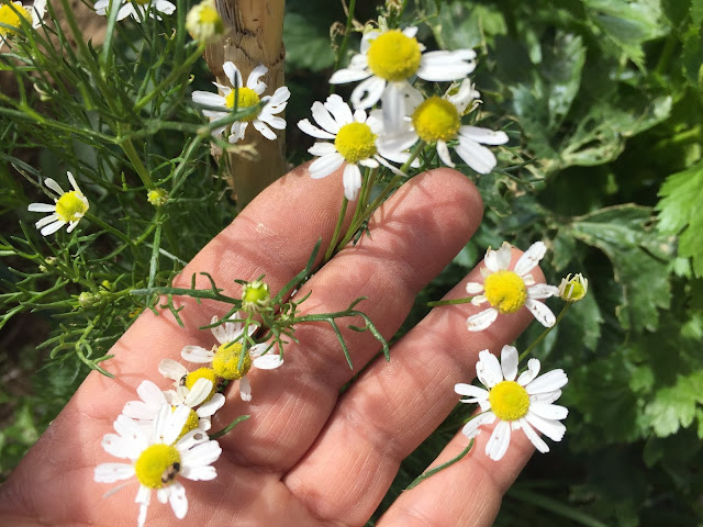 How to Grow Chamomile