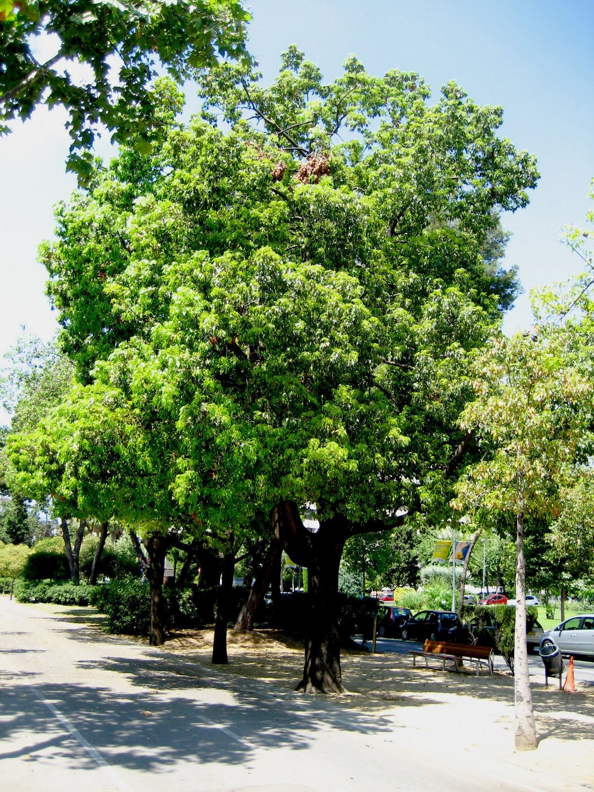 Árboles con alma: Árbol botella. Pica-Pica. (Brachychiton populneus)