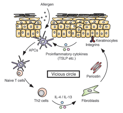 Dr. Fukaya's blog about TSA (Topical Steroid Addiction) : The mechanism ...