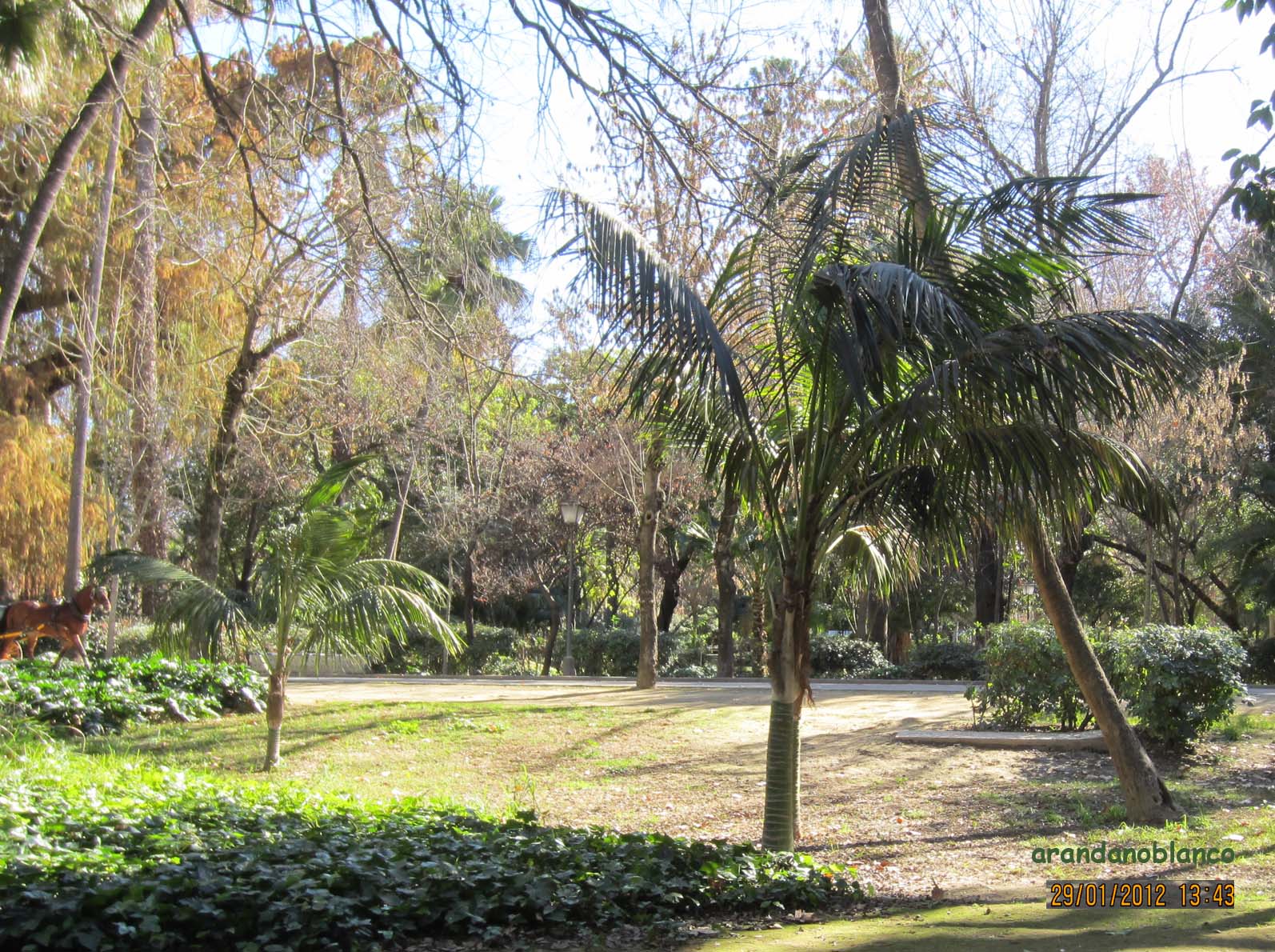 elarbolmiamigo-encinarosa: Palmeras kentias / Kentia / Howea ...