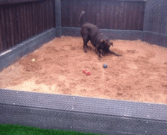 It's a Dog's World: What Is A Dog Digging Pit?