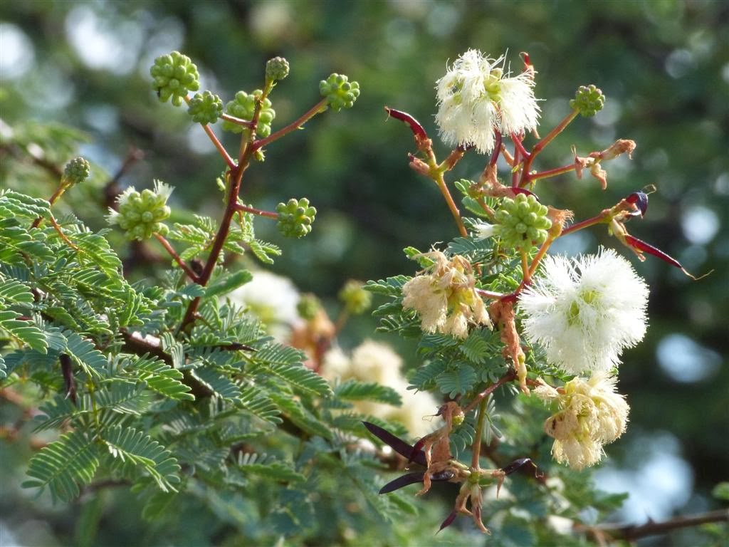 Árboles: Garabato - Garabato macho