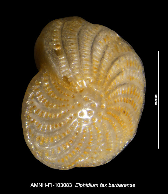 Microfossils Project: Week 3: Is Beauty Really Only Test Deep?