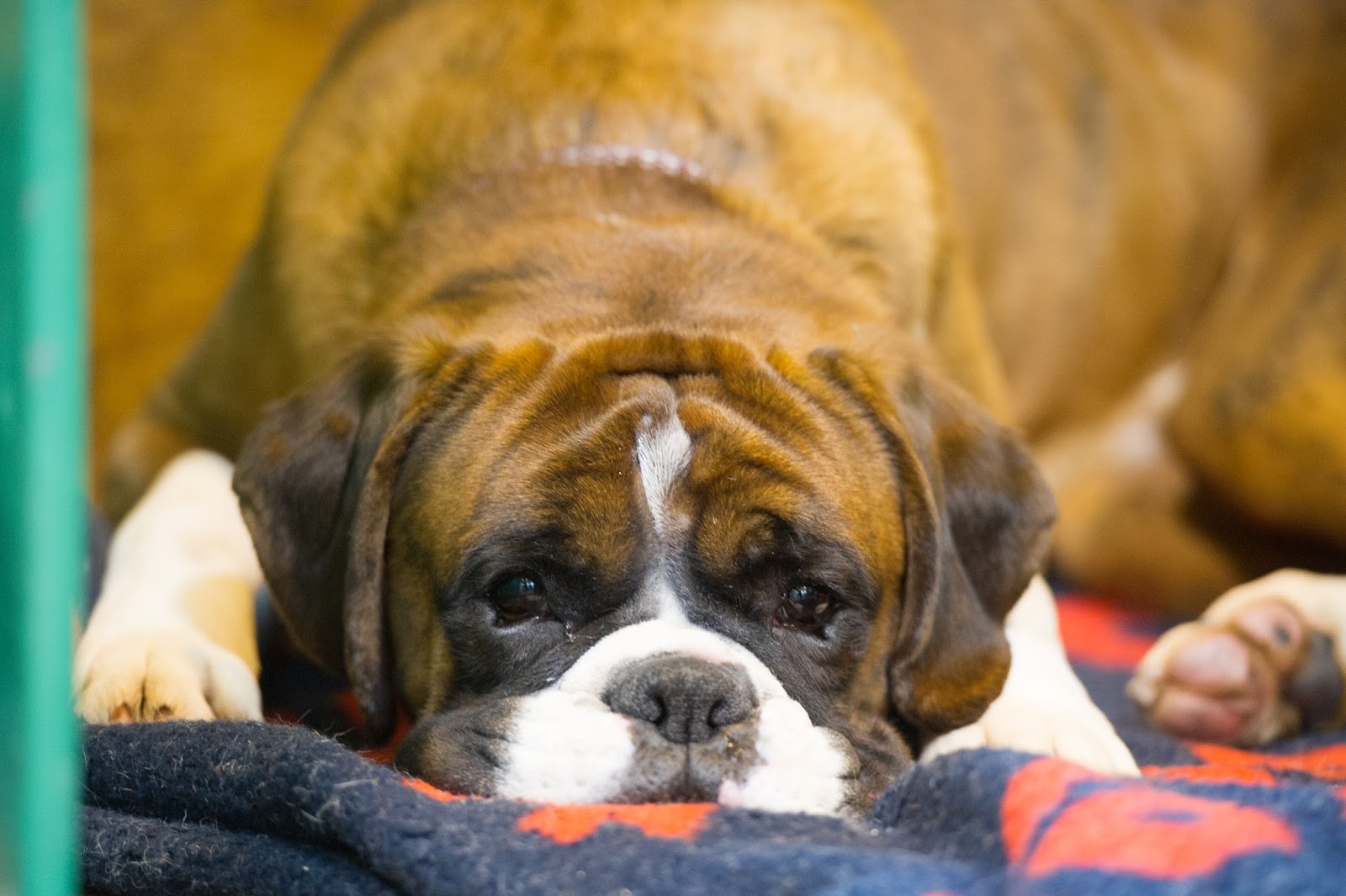Pedigree Dogs Exposed - The Blog: CRUFTS 2017: Boxer noses