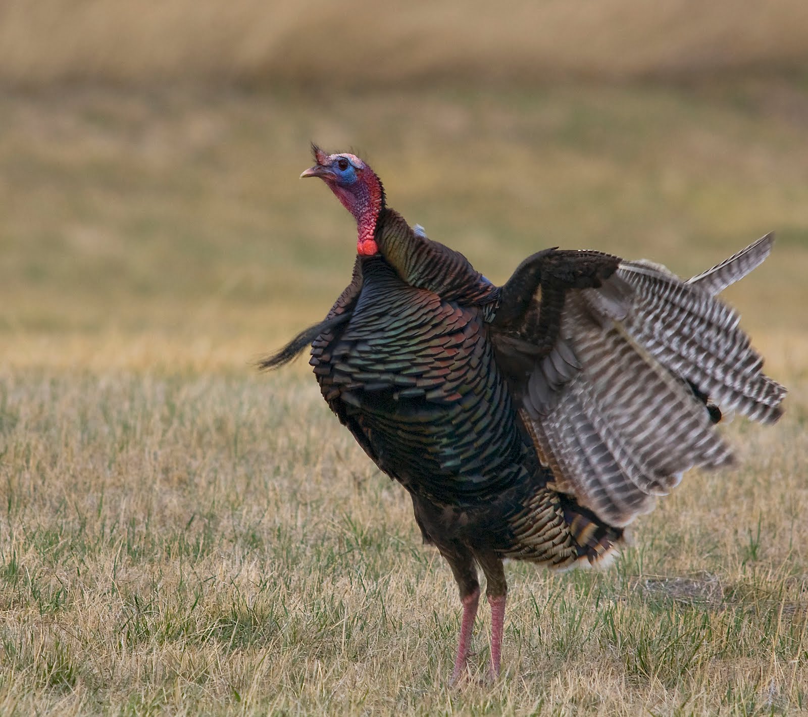 Spring Creek Chronicles: Awaiting the King