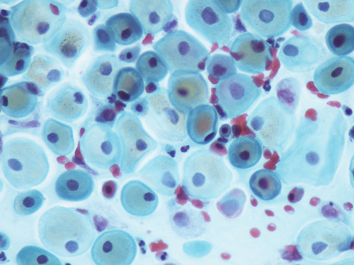 Histología Básica y Sistémica