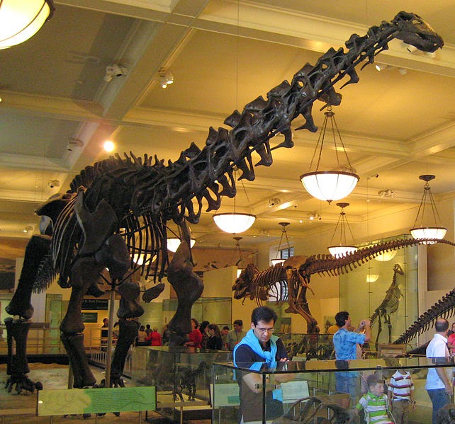 Dinosauro Antonio: BENTORNATO BRONTOSAURO! UNA REVISIONE DEI ...