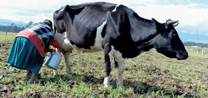 Panorama Rural, Ahora: Ecuador: Productores de leche piden ayuda inmediata