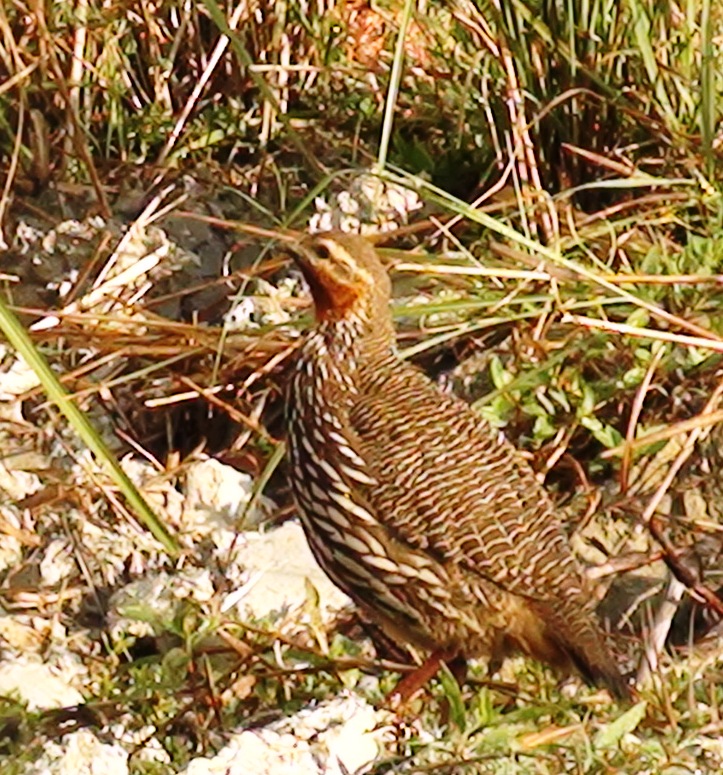 Swamp Francolin::Threatened Grassland Bird of Manas