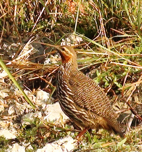Swamp Francolin::Threatened Grassland Bird of Manas