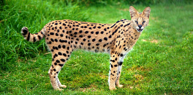 Kucing Kucing Terlangka Jarang Ada Di Dunia - Berita Aneh dan Unik Terbaru