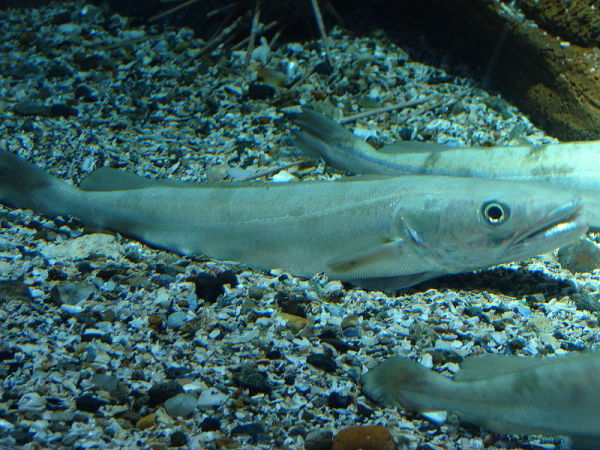 Merluza (en latín Merluccius, ‘lucio de mar’, debido al parecido con el ...