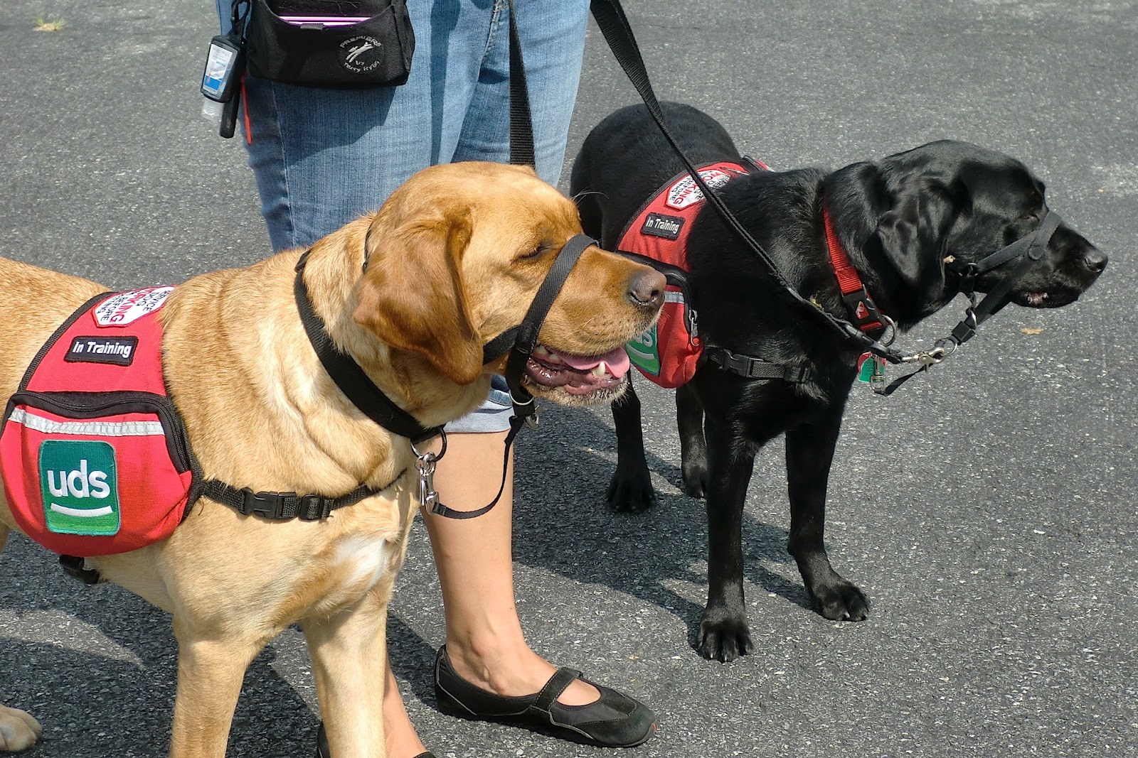 Yo Dog, 'Sup? – Columbia Spy