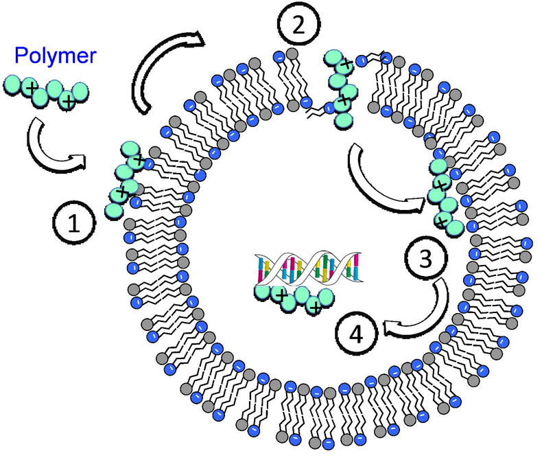합성 폴리머로 내성균을 치료한다?
