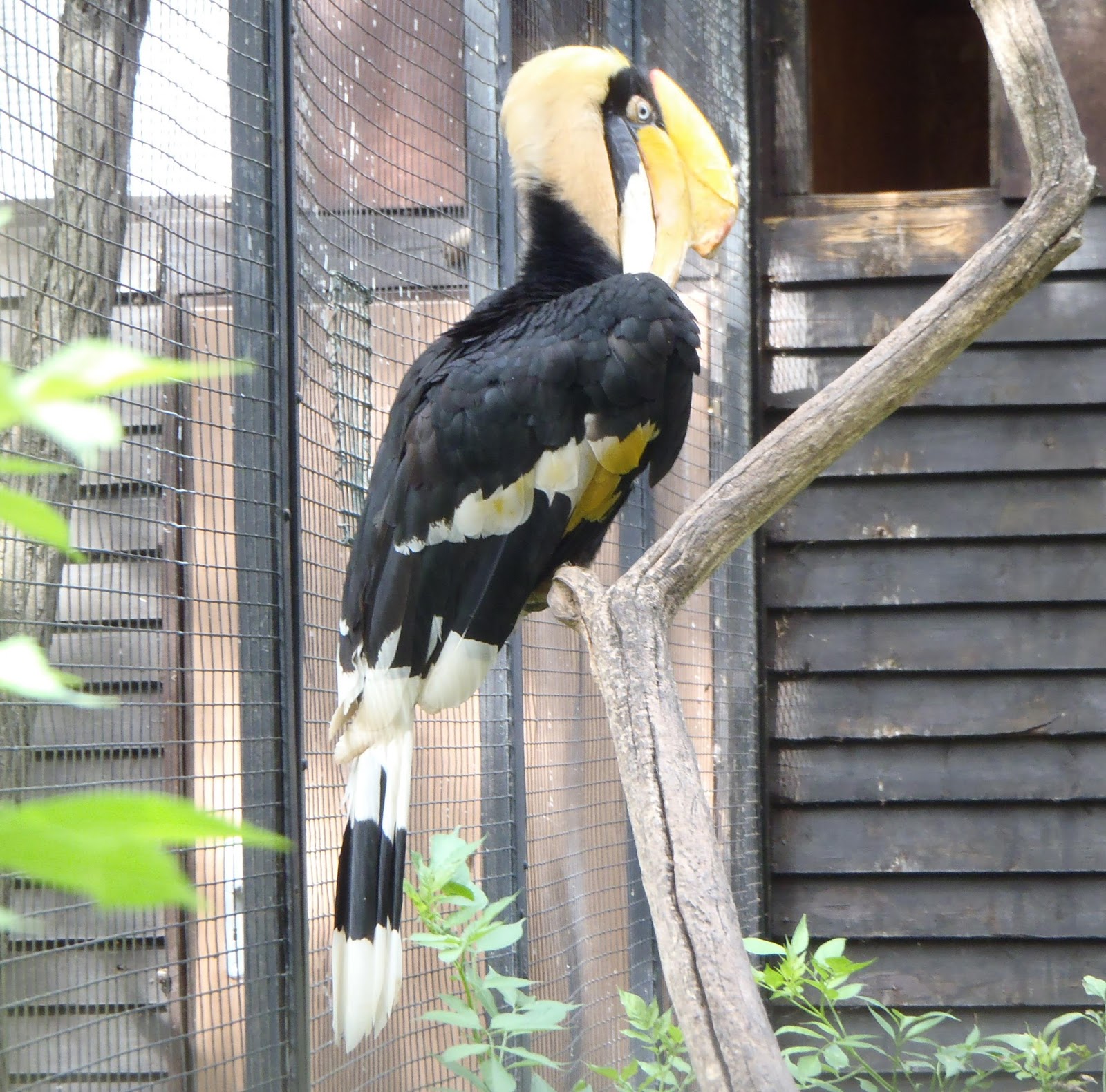 pan-Aves: Dinosauři v Zoo Praha, díl 3. – Afroaves