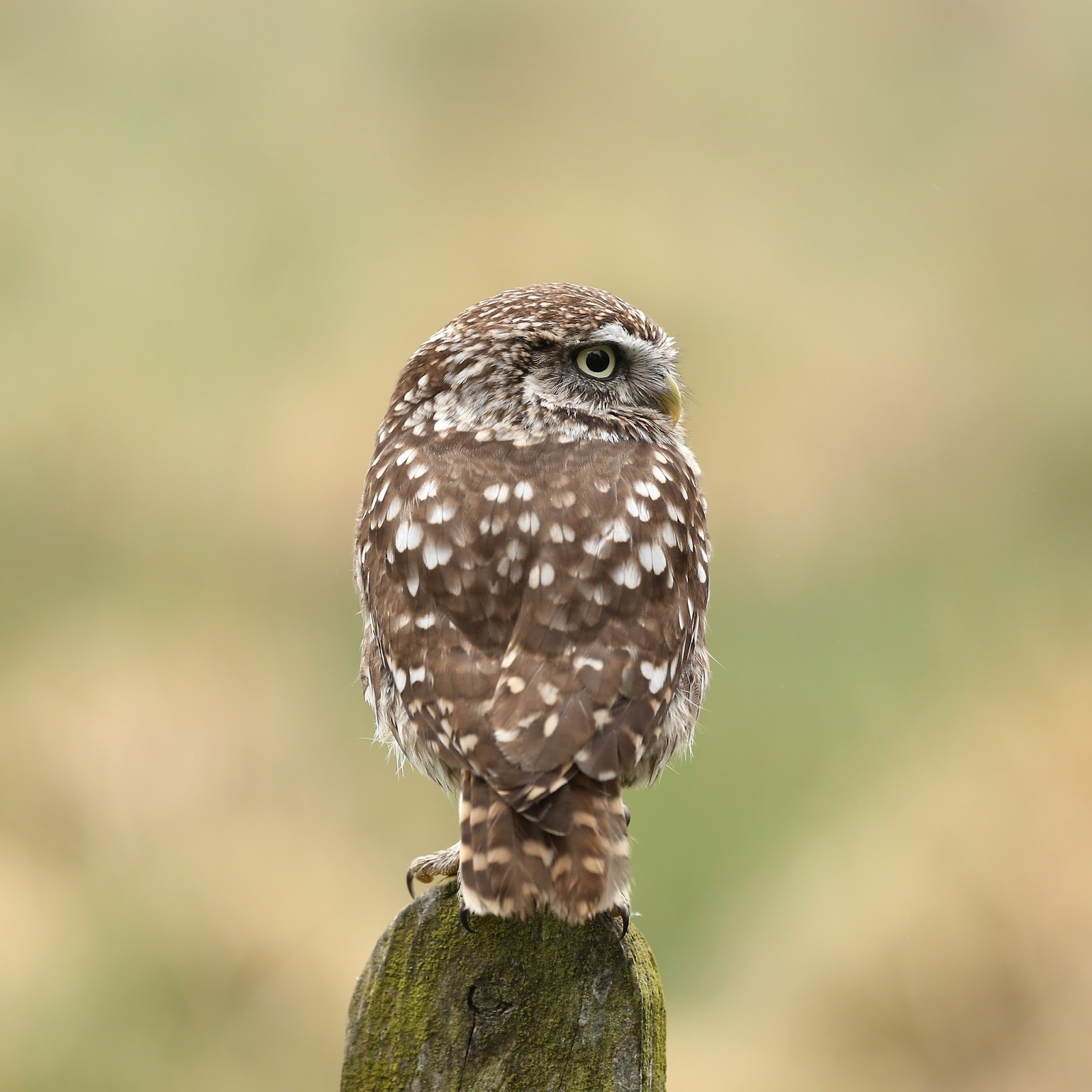TrogTrogBlog: Bird of the week - Little owl