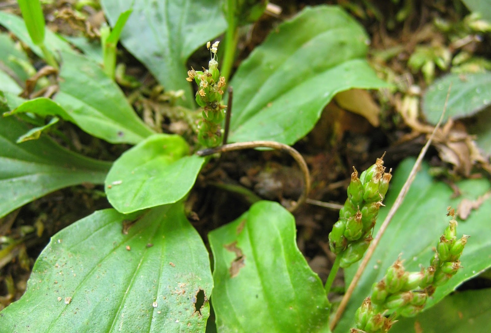 Discovering His Creation: Broad-leaf Plantain (Plantago major)
