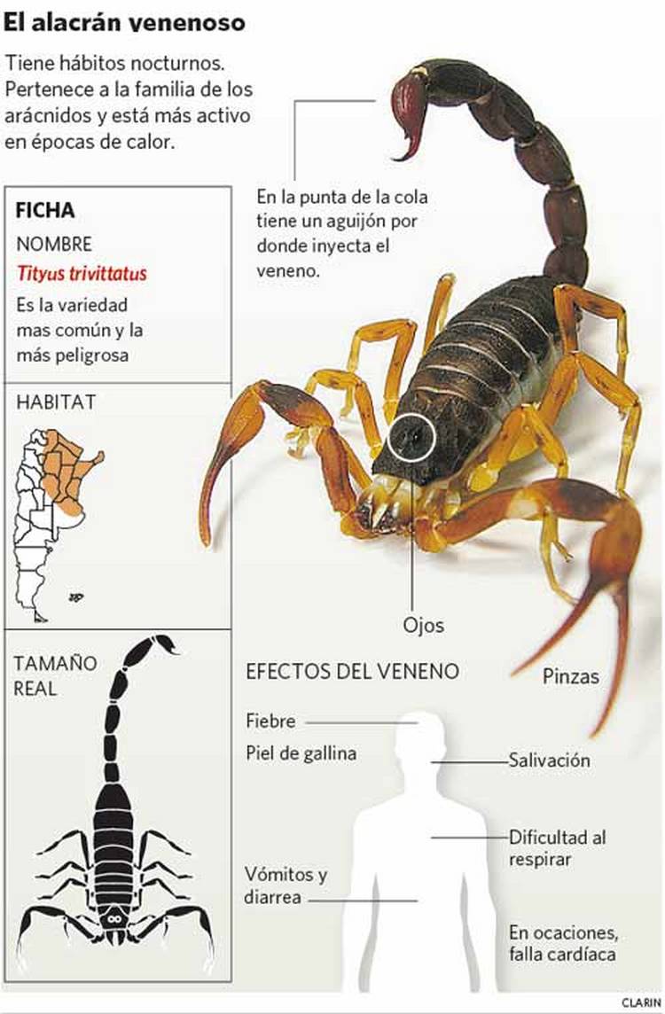 La Chachipedia: Los escorpiones o alacranes