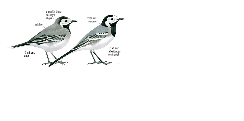 LA LAVANDERA BLANCA DE MI BARRIO