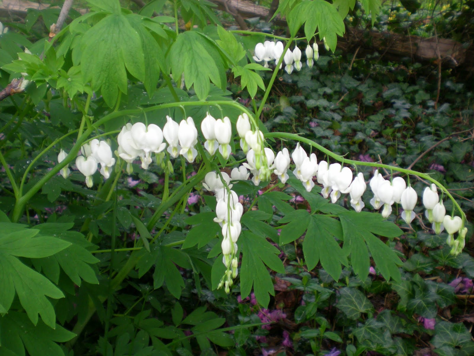 Jarvis House: Spring Flowering Trees and Shrubs in the Jarvis House Garden
