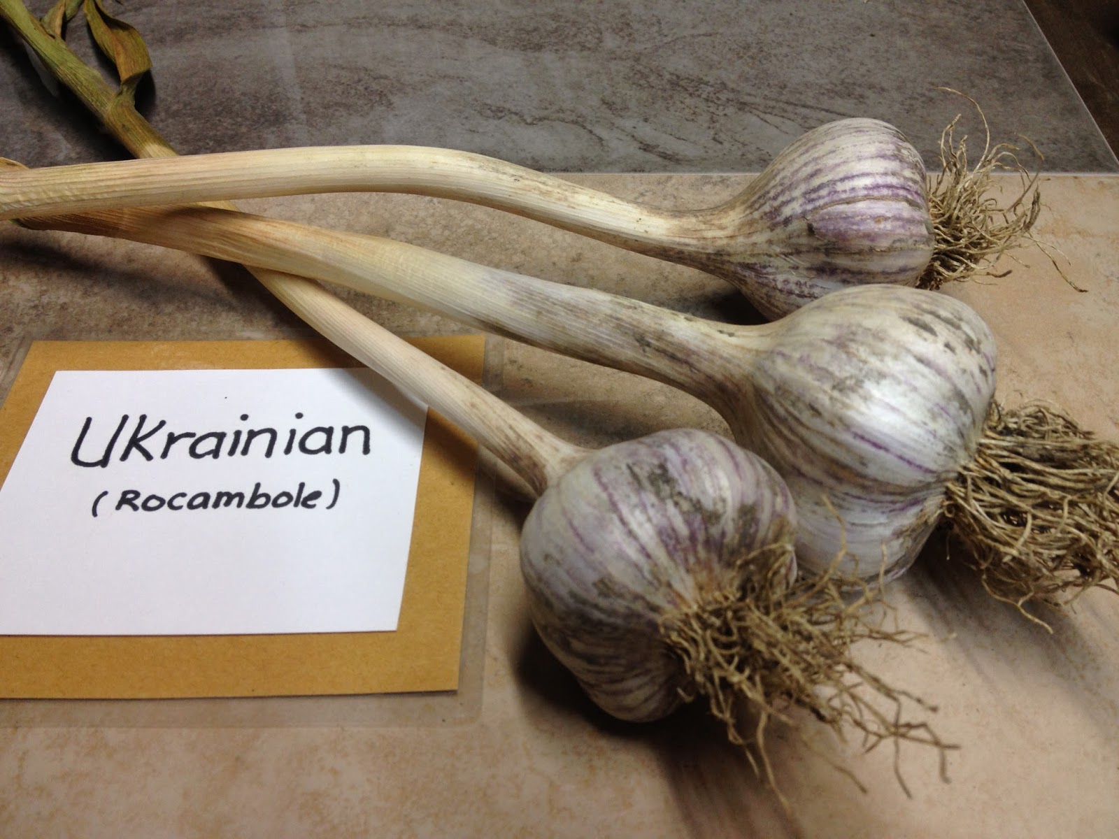 Growing Ontario Garlic: Garlic Gallery