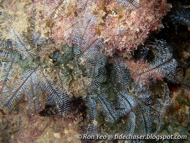 tHE tiDE cHAsER: Hydrozoans (Phylum Cnidaria: Class Hydrozoa) of Singapore