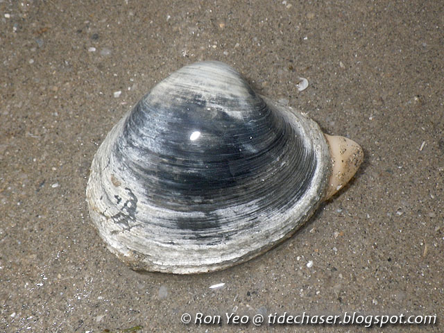 tHE tiDE cHAsER: Heterodont Bivalves (Phylum Mollusca: Subclass ...