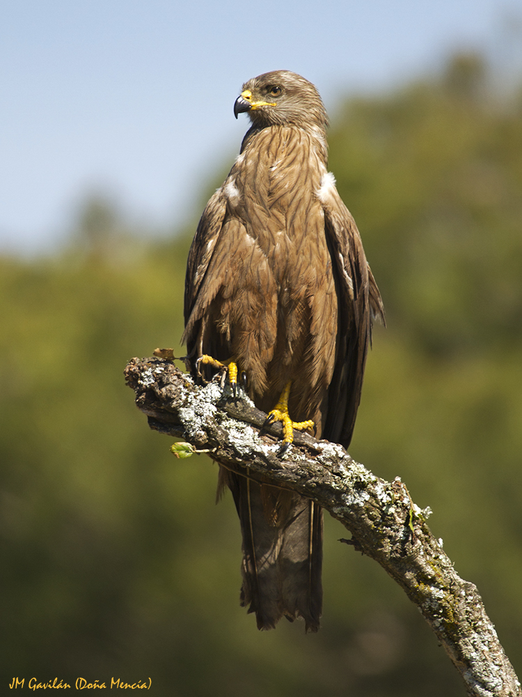 Fotografía de Naturaleza - JM Gavilán: Milano negro (Milvus migrans)