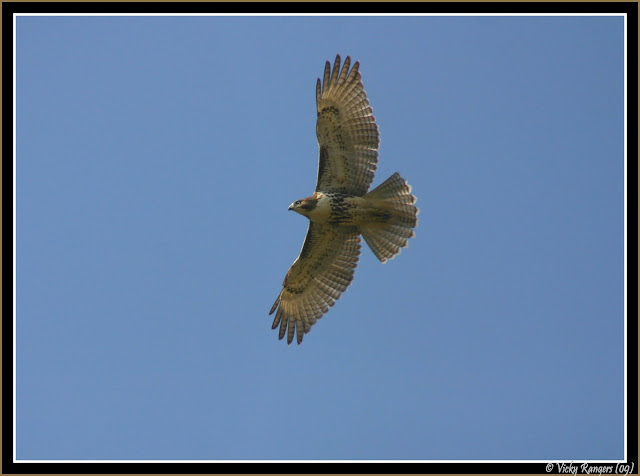 La faune et la flore du Québec en photos: Buses, balbuzards, pygargues ...