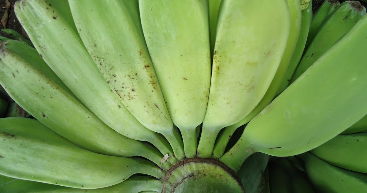 Banana In The Philippines: Anything You Need To Know About Banana In ...