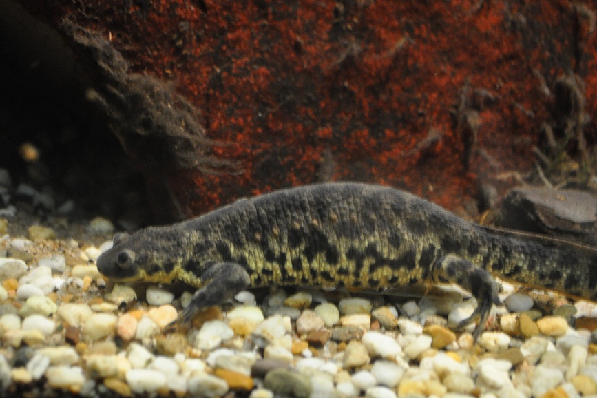 ZOOTOGRAFIANDO (MI COLECCIÓN DE FOTOS DE ANIMALES): GALLIPATO / IBERIAN ...