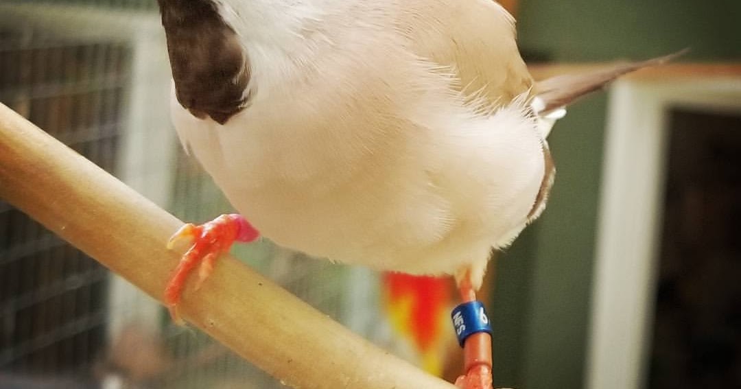 Happy Bird Place Finch and Grasskeet Blog: A few pics