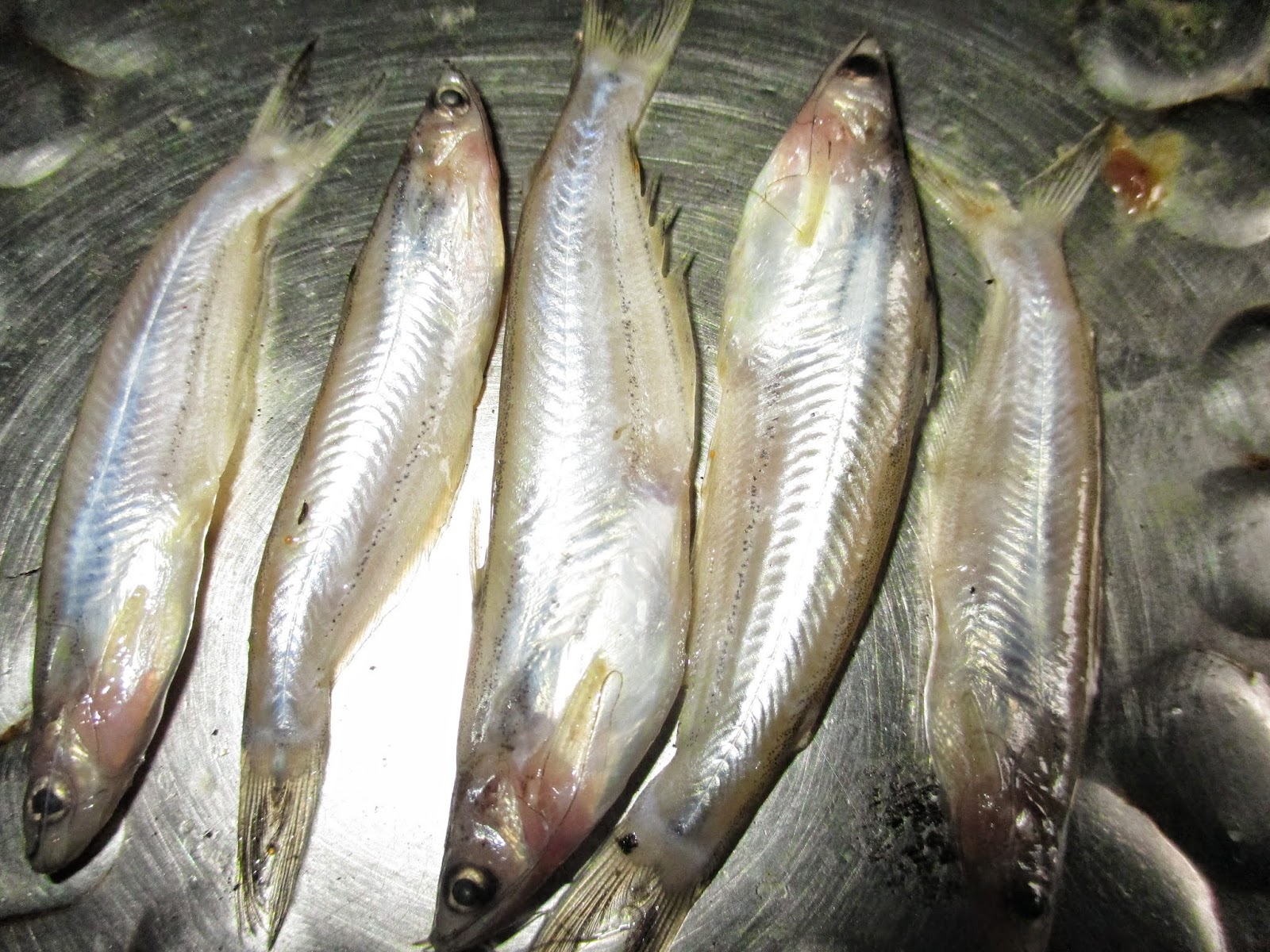 River fishes of COB region-2