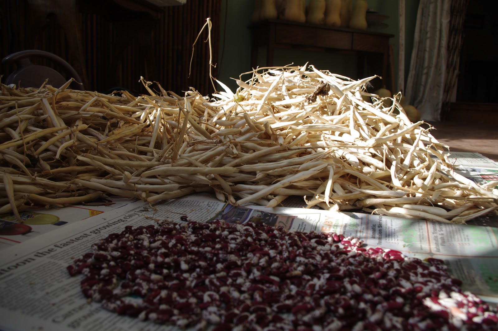 Aagaard Farms THE VINE: Drying Beans