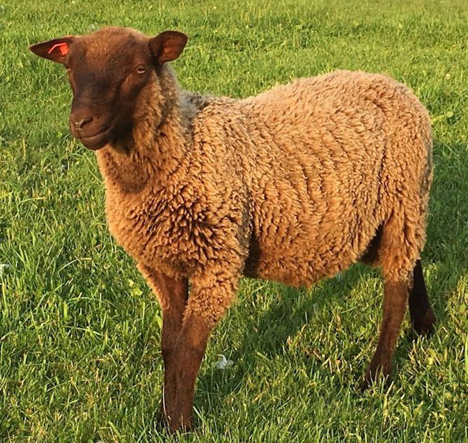 "Ewe's Have It Farm", Shetland Sheep : October 2017