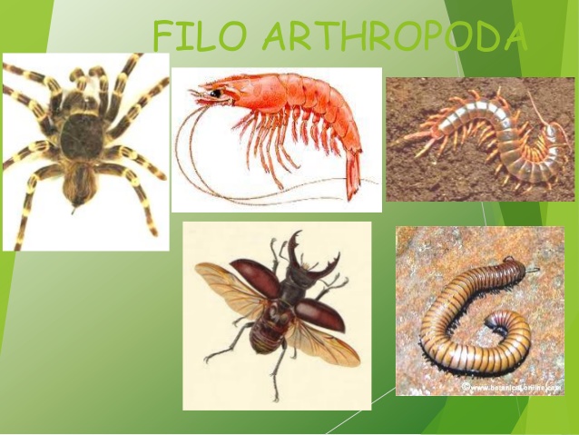 Filo artrópodes | Biologia: A ciência da vida