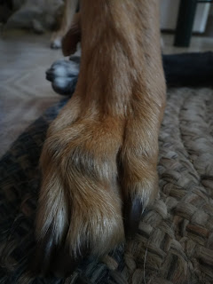 Northern Lights Greyhound Adoption Dog Blog: NLGA Photo Roundup ...